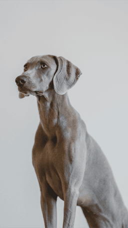 AI Venom Generator - Create Venom-Style Videos Online